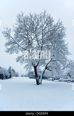 Big branches of a tree full of snow in the wintertime Stock Photo - Alamy
