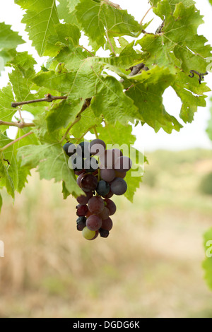 red wine grapes hang from a vine Stock Photo - Alamy