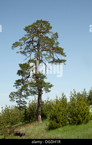 lone pine tree among the small pine trees Stock Photo - Alamy