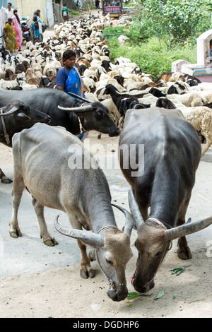 Rural woman with cow Andhra Pradesh South India Stock Photo - Alamy