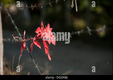 Red Ivy leafs Stock Photo - Alamy