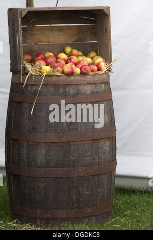 Box of harvested apples on grass Stock Photo - Alamy