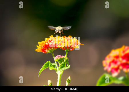 Habropoda laboriosa, southeastern blueberry bee Stock Photo - Alamy