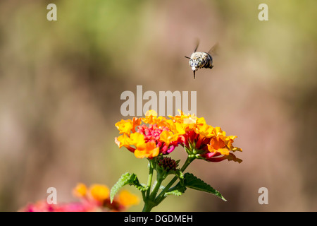 Habropoda laboriosa, southeastern blueberry bee Stock Photo - Alamy