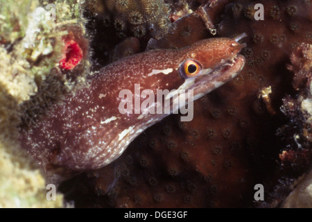 Starry moray eel (Echidna nebulosa), grows to 50cm, Philippines ...