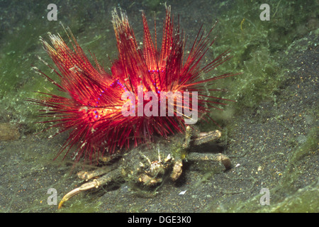 Crab carries sea urchin Stock Photo - Alamy