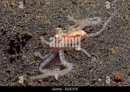 White-V octopus (Abdopus sp.) juvenile resting on coral of Lembeh ...