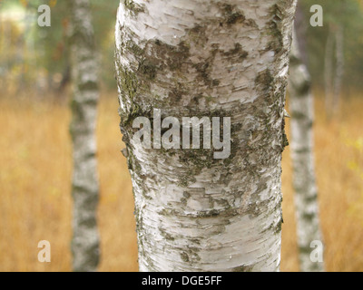 trunk of a birch / Baumstamm einer Birke Stock Photo - Alamy