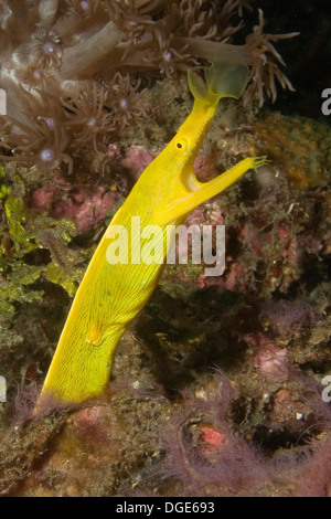 A female Ribbon eel, Rhinomuraena quaesita, opens its jaws as it looks ...