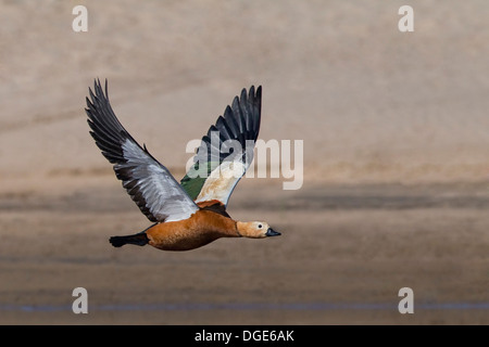ruddy shelduck bird flying in the sky Stock Photo - Alamy