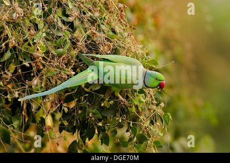 Wet rose-ringed parakeet close up sitting on an electrical line under ...