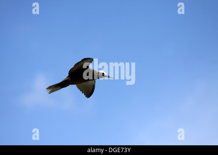lesser noddy (Anous tenuirostris), flying, Seychelles, Bird Island ...