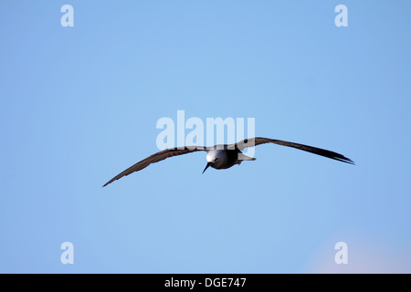 Lesser Noddy (Anous tenuirostris tenuirostris) in flight over the sea ...