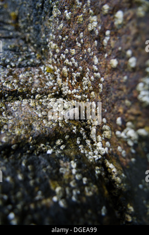 Common Periwinkle and barnacles on granite rocks, Maine Stock Photo - Alamy