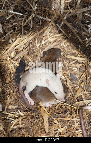 Three baby brown rats, Rattus norvegicus, emerge nerviously to forage ...