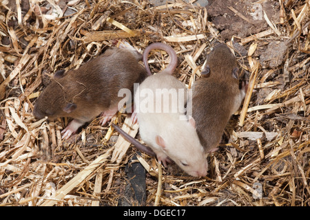 Brown Rats Rattus norvegicus . Three siblings from a litter. Two normal ...