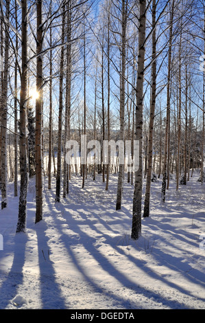 Birch trees with long shadows in summer Stock Photo - Alamy