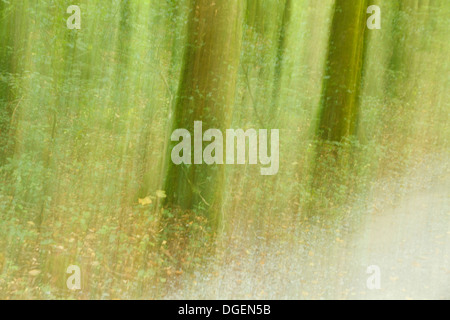 Forest path, trees, background blur Stock Photo - Alamy