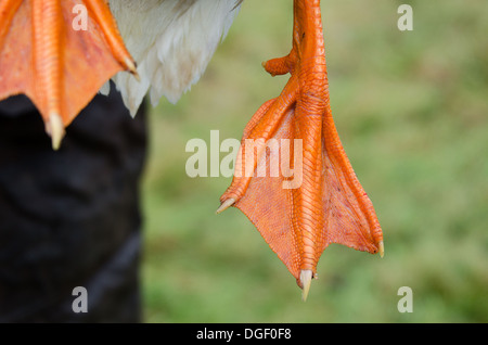 Close-up detail of scaly feet and claws of Canada Goose standing on ...