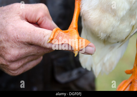 Close-up detail of scaly feet and claws of Canada Goose standing on ...