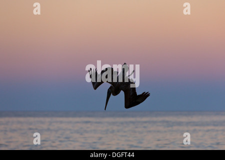 Pelicano hunting at Sunset, Pelicanus occidentalis, Cabo San Lucas ...