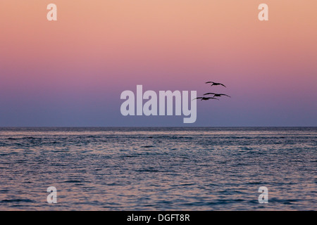 Pelicano hunting at Sunset, Pelicanus occidentalis, Cabo Pulmo National ...