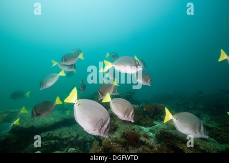 Yellowtail Surgeonfish, Prionurus punctatus, Cabo Pulmo Marine National ...