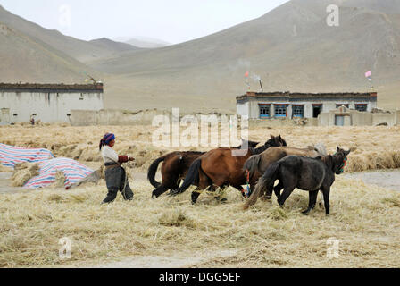 China Tibet Agriculture Livestock Animals Tibetan nomad woman milking ...