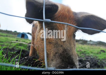 Rare Breed Cornish Black Pig with Curly Tail Stock Photo - Alamy