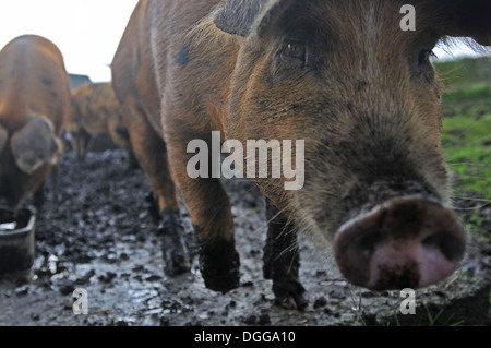 Rare Breed Cornish Black Pig with Curly Tail Stock Photo - Alamy