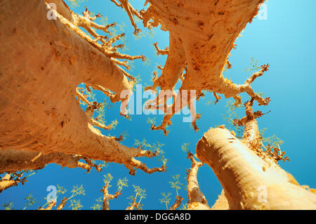Butter Trees or Cobas Trees (Cyphostemma curroii), Pontok-Berge ...