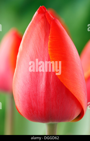 Tulipa 'Ad Rem' Tulip Darwin Hybrid Group April Stock Photo - Alamy