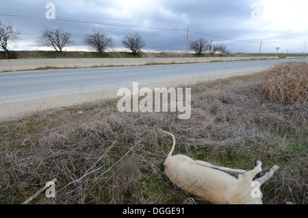 A dead dog, Spain Stock Photo - Alamy