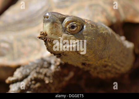 Spanish pond turtle (Mauremys leprosa) crossing a dirt road, andalucia ...