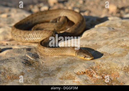 False smooth snake Macroprotodon cucullatus drinking Alicante Spain ...