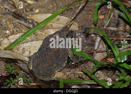 Black-spectacled (or black-spined) Toad (Duttaphrynus melanostictus ...