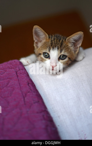 Two months old kitten at home Stock Photo - Alamy