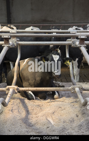 Holstein bedding cow cubicle dairy sawdust friesian friesians holstein ...