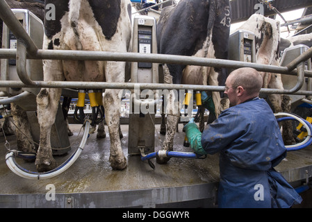Rotary Milking Parlour on a British Dairy Farm Stock Photo - Alamy