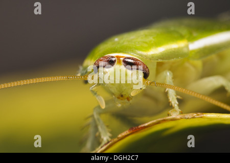 Cuban cockroach, Green Banana Cockroach (Panchlora nivea), on a stone ...
