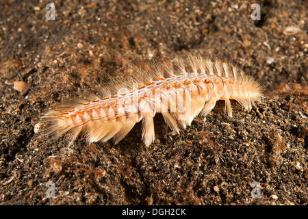 Golden fire worm, Chloeia flava, Lembeh Strait, North Sulawesi ...