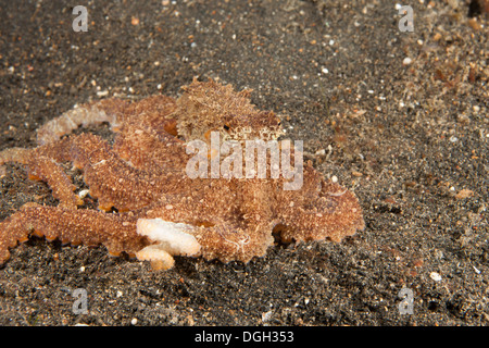 Long Arm Octopus (Octopus sp.), this as yet un-named and undescribed ...