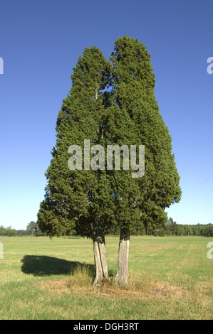 Common Juniper (Juniperus communis) habit, growing on ridge in arable ...