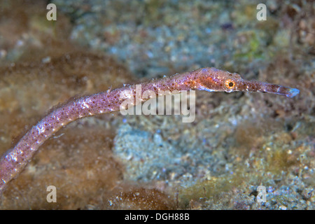 Double-ended pipefish, Trachyrhamphus bicoarctatus, in seagrass. "Red ...