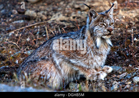 Wild lynx, Denali National Park, Alaska Stock Photo - Alamy