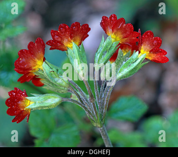 Primula Veris Orange - Red wildflower, Cheshire, North West England, UK ...