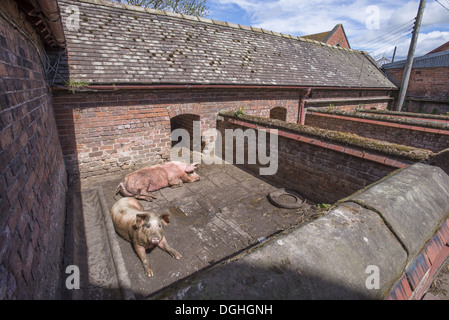 old brick built pigsty Stock Photo - Alamy