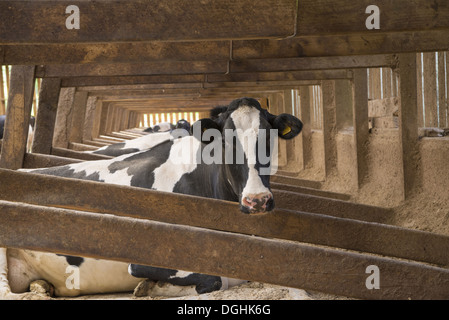 Holstein bedding cow cubicle dairy sawdust friesian friesians holstein ...