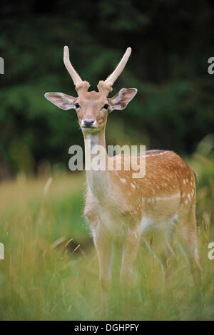 Fallow deer (Dama dama), spike in the dunes, Norderney, East Frisian ...