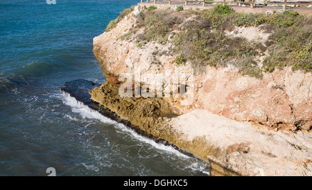 Limestone cliff, notch, wave-cut platform along the coast of Delimara ...